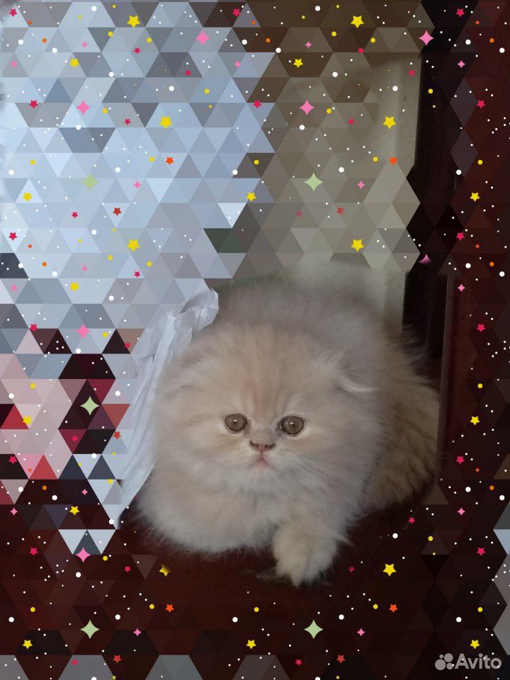 Персидский кремовый котенок