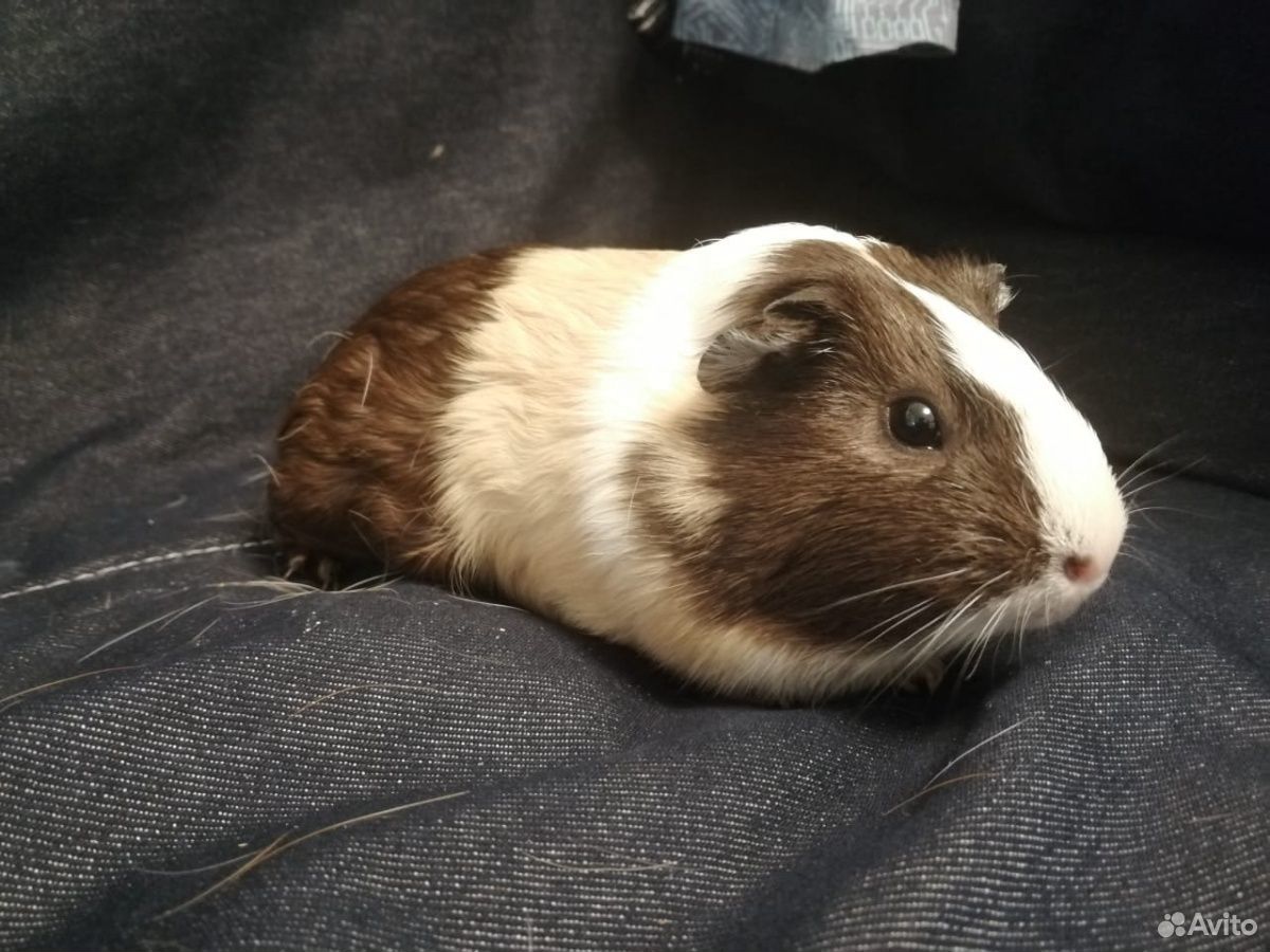 Морская свинка