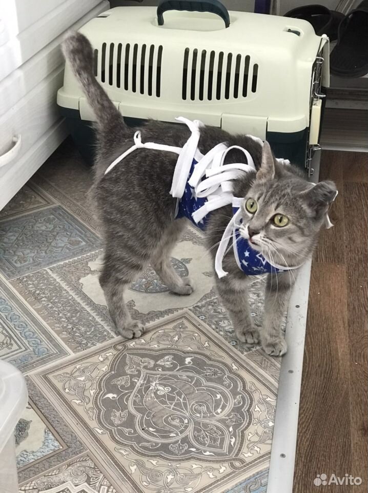 Белла кошечка 1 год