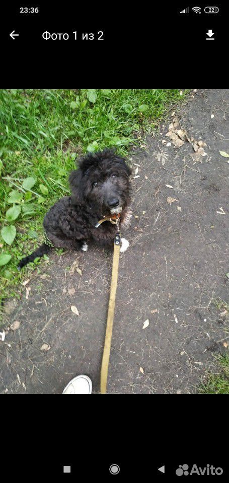 Фландрский бувье