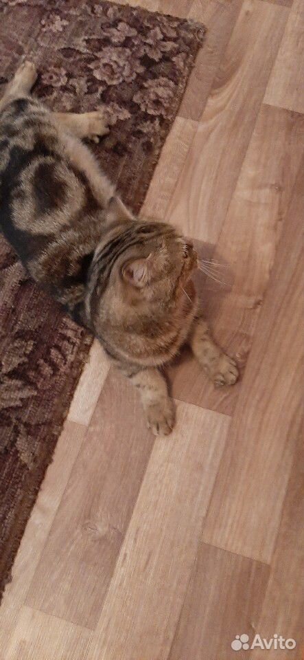 Продам Шотландскую Веслоухую кошку