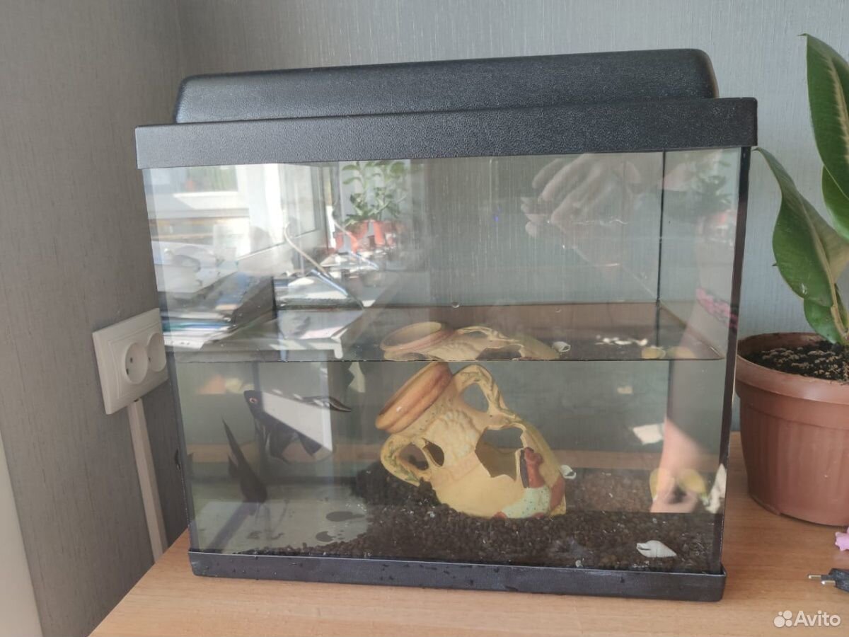 Аквариум со скаляриями и декором