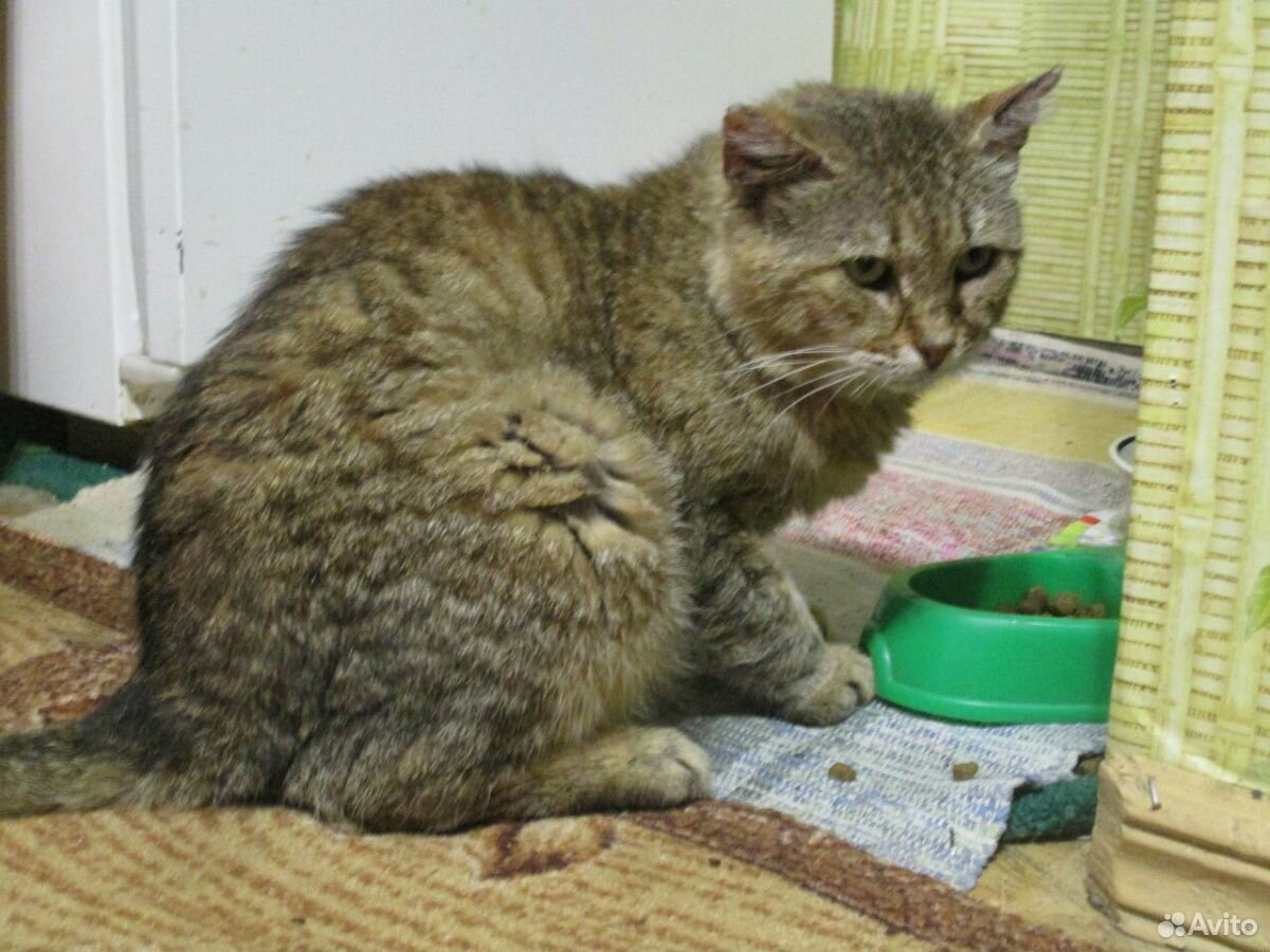 Котик