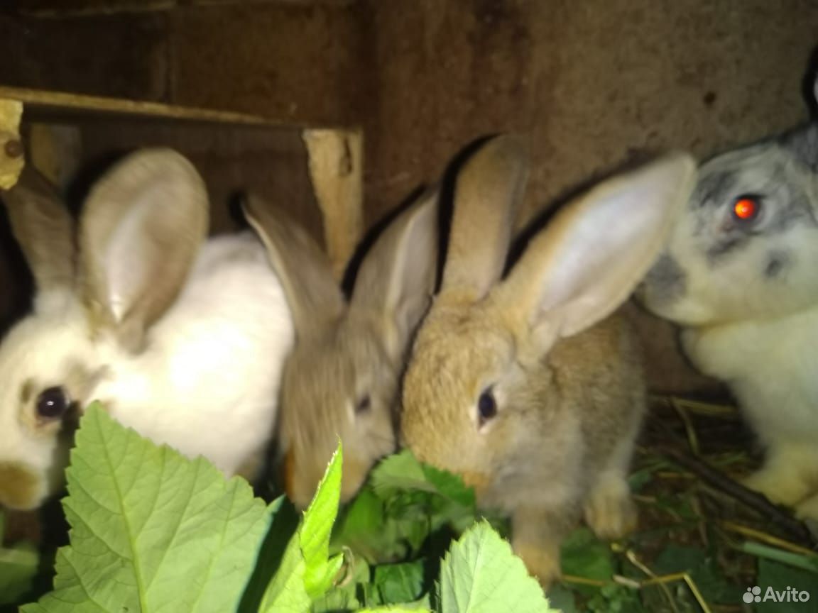 Кролики помесь