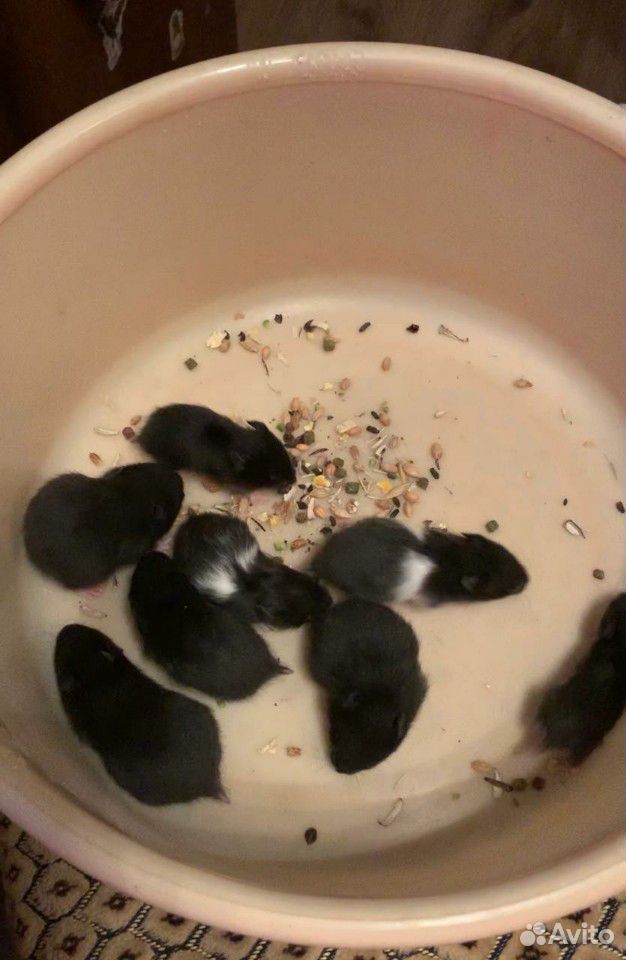 Хомяки сирийские