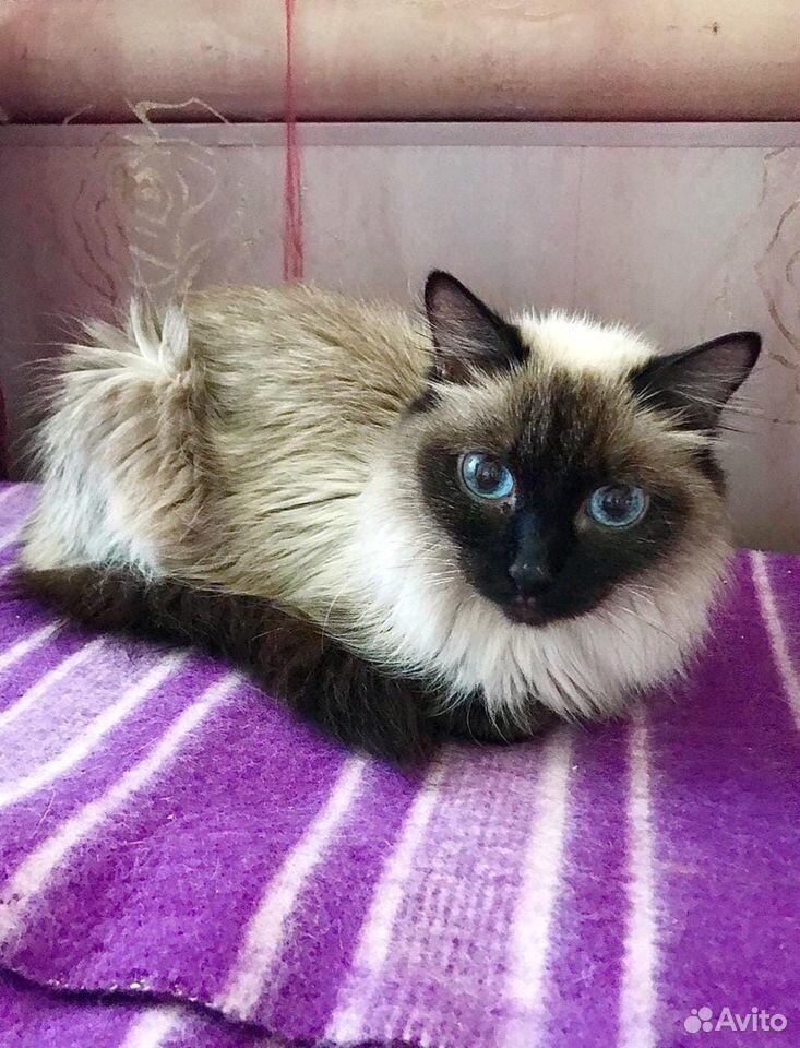 Кошка Сильвия ищет хозяина. Отдадим в хорошие руки