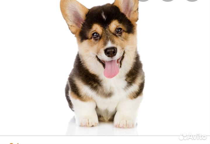 Щенок мелкой породы