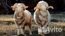 Баран меринос