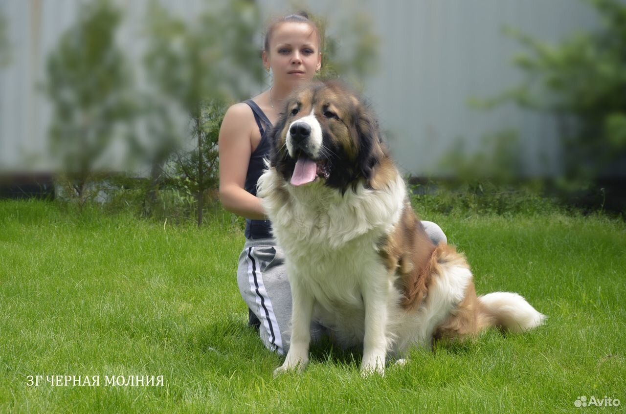 Щенки московской сторожевой (РКФ)