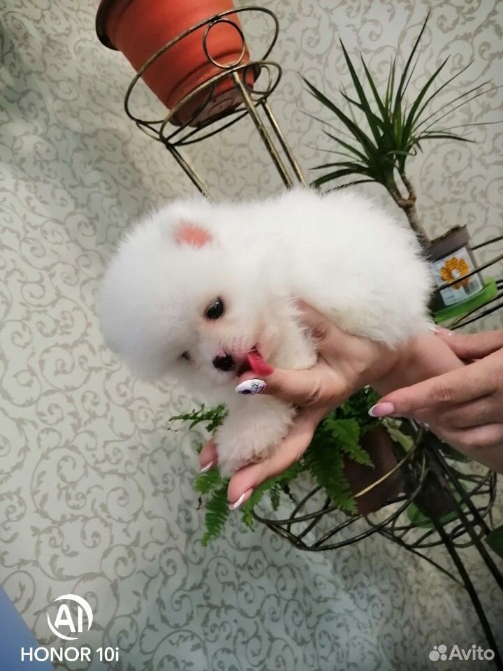 Шпиц мишки мини и стандарт