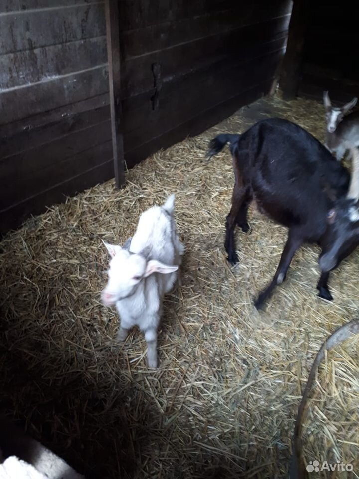 Коза с 2 козлятами