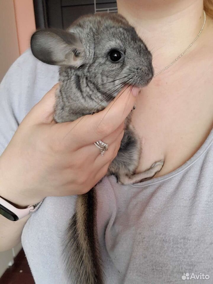 2 шиншиллы, девочка и мальчик