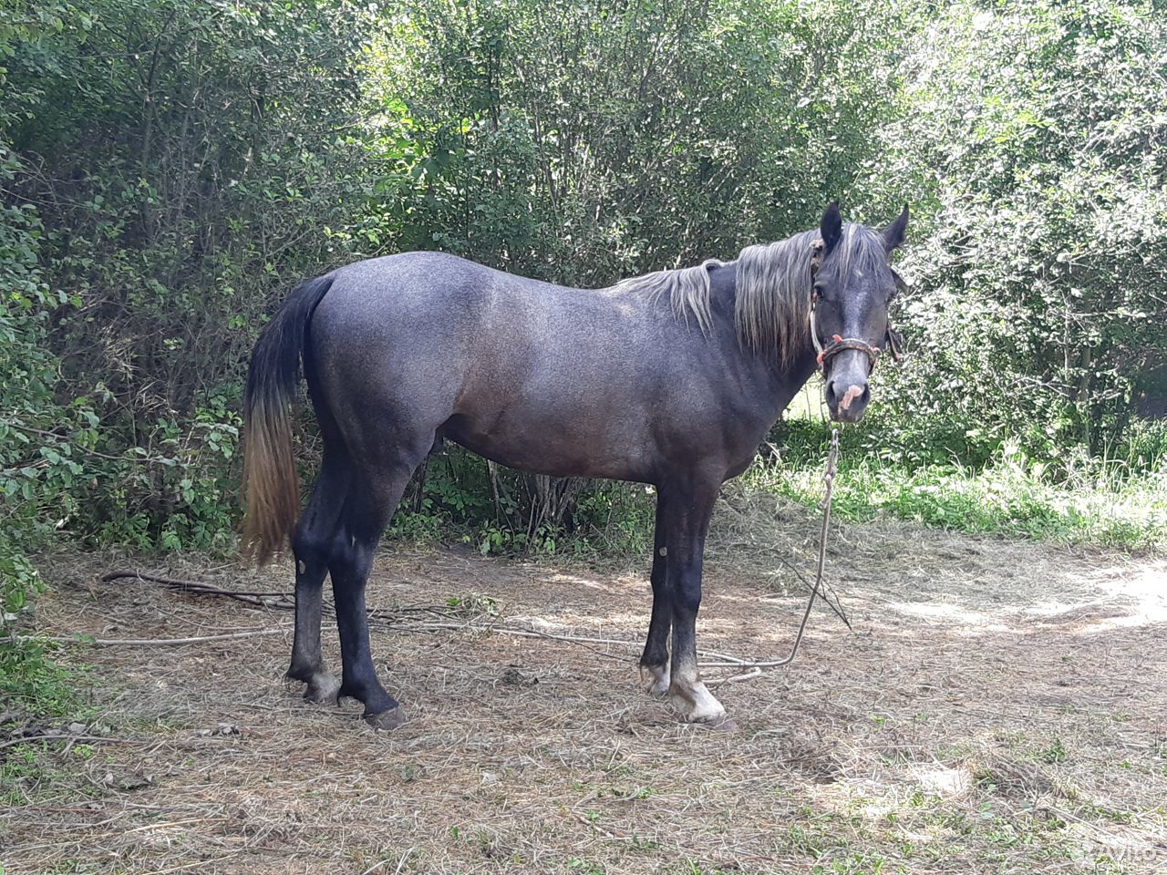 Орловский жеребец