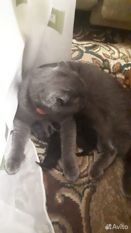 Британские вислоухие котята