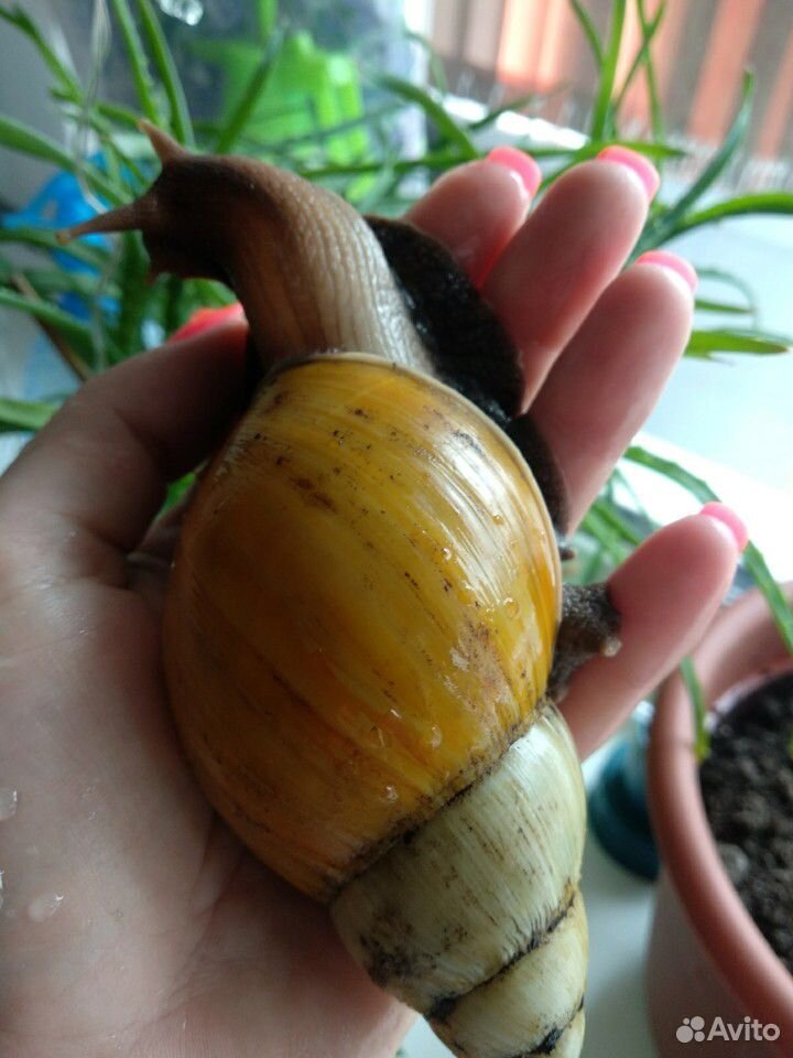 Улитка Ахетина