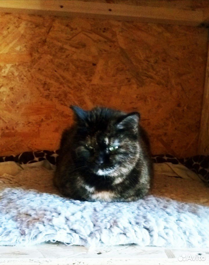 Кошечка Клава