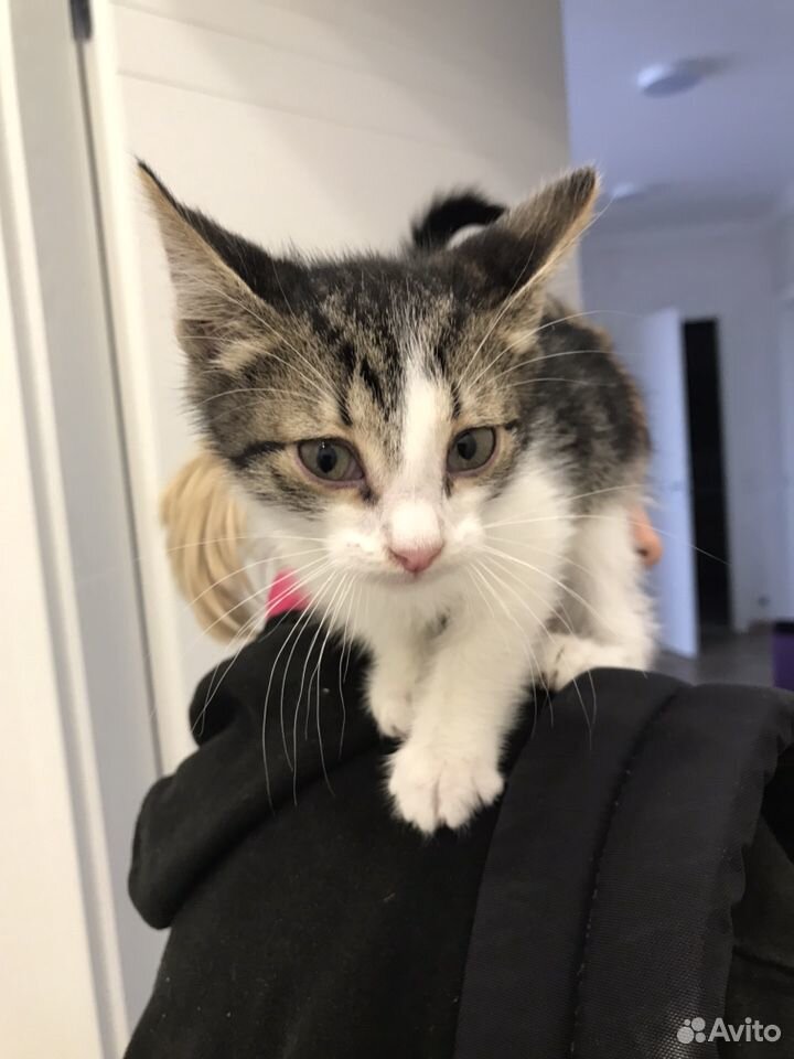 Кот около 2 мес