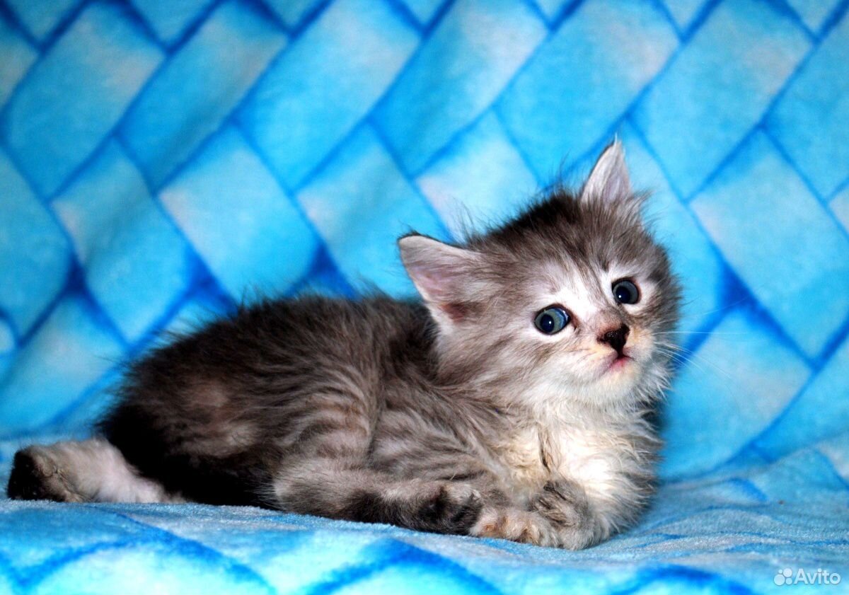 Малышка Соня 1,5мес