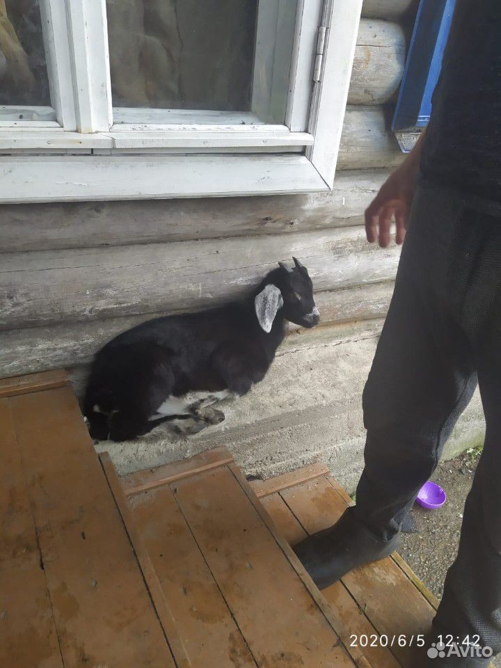 Козел англонубийский