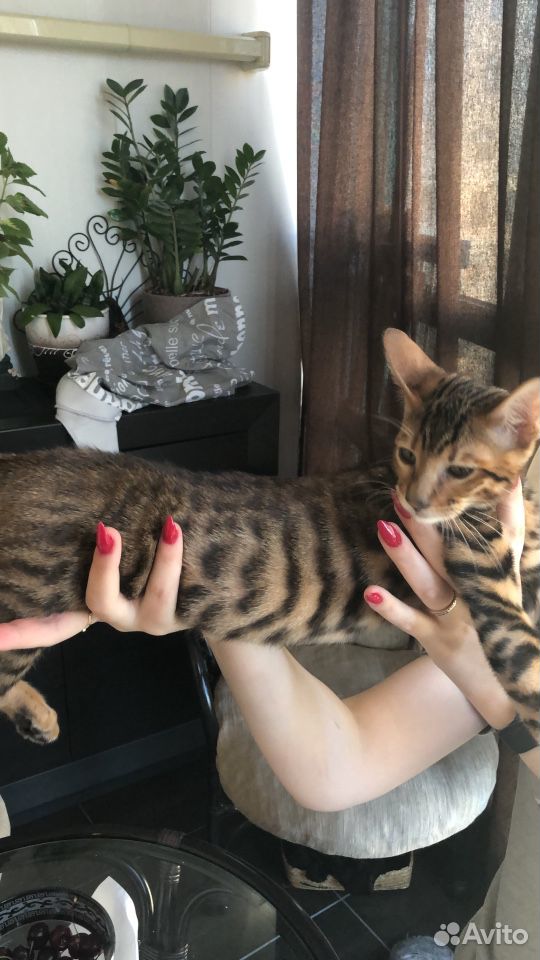 Пацан Тойгер 3 мес