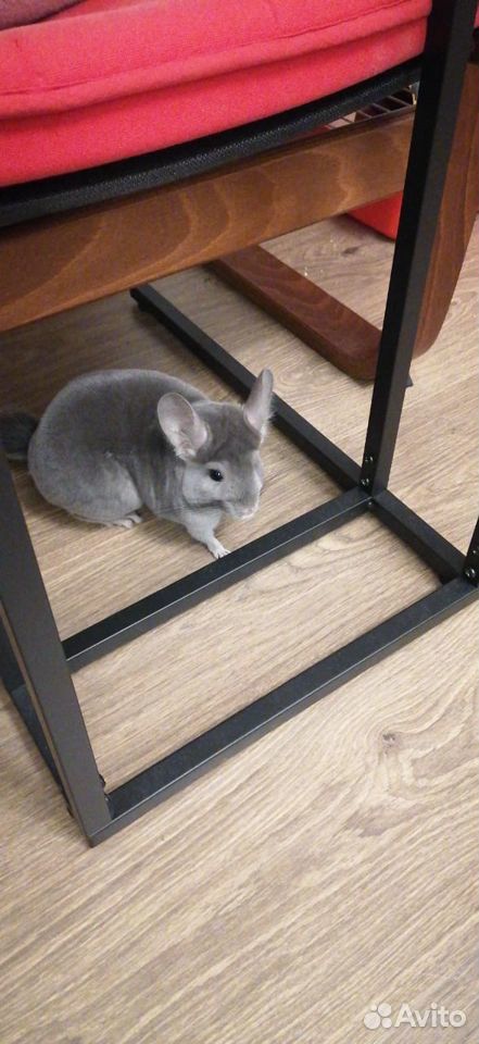 Шиншилла эбони фиолет