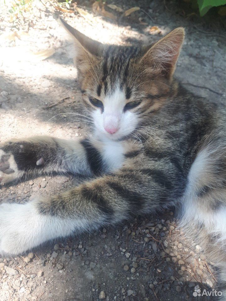 Кошка