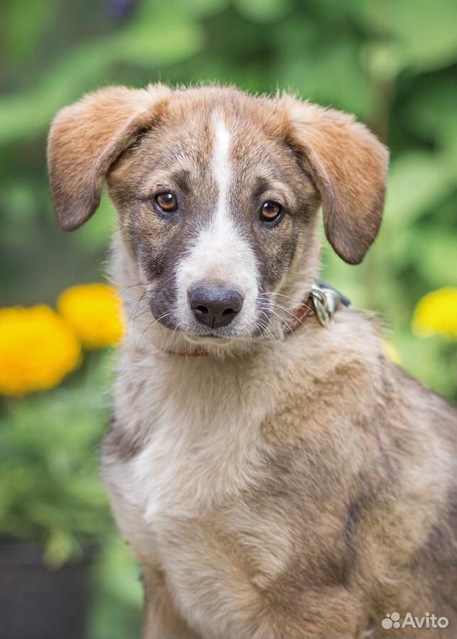 Щенок Глаша в добрые руки