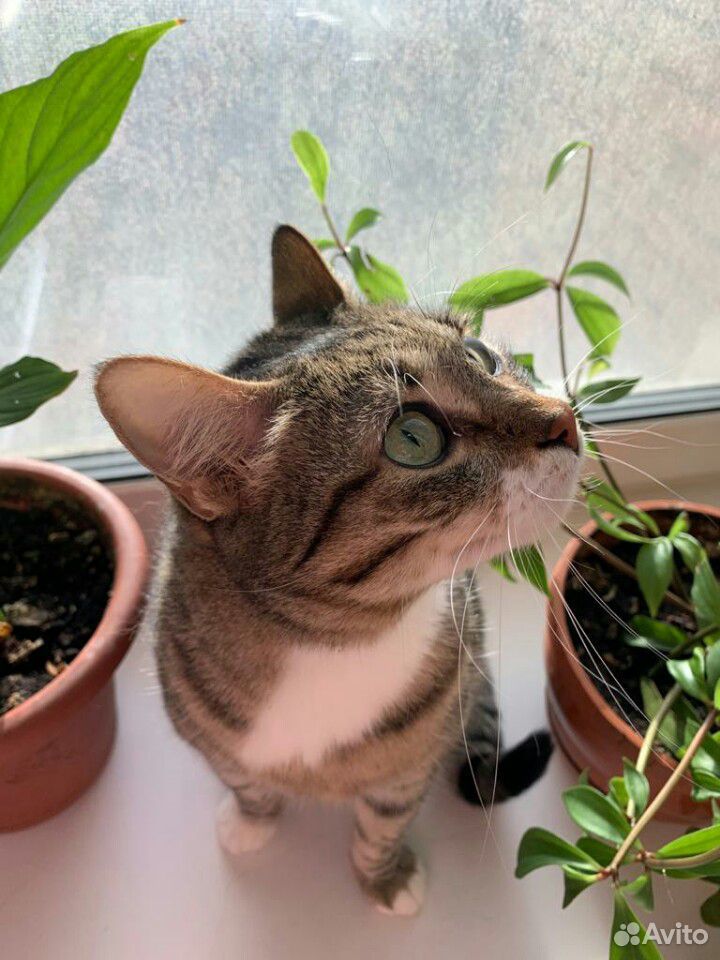 Кошка симпа симпатюля