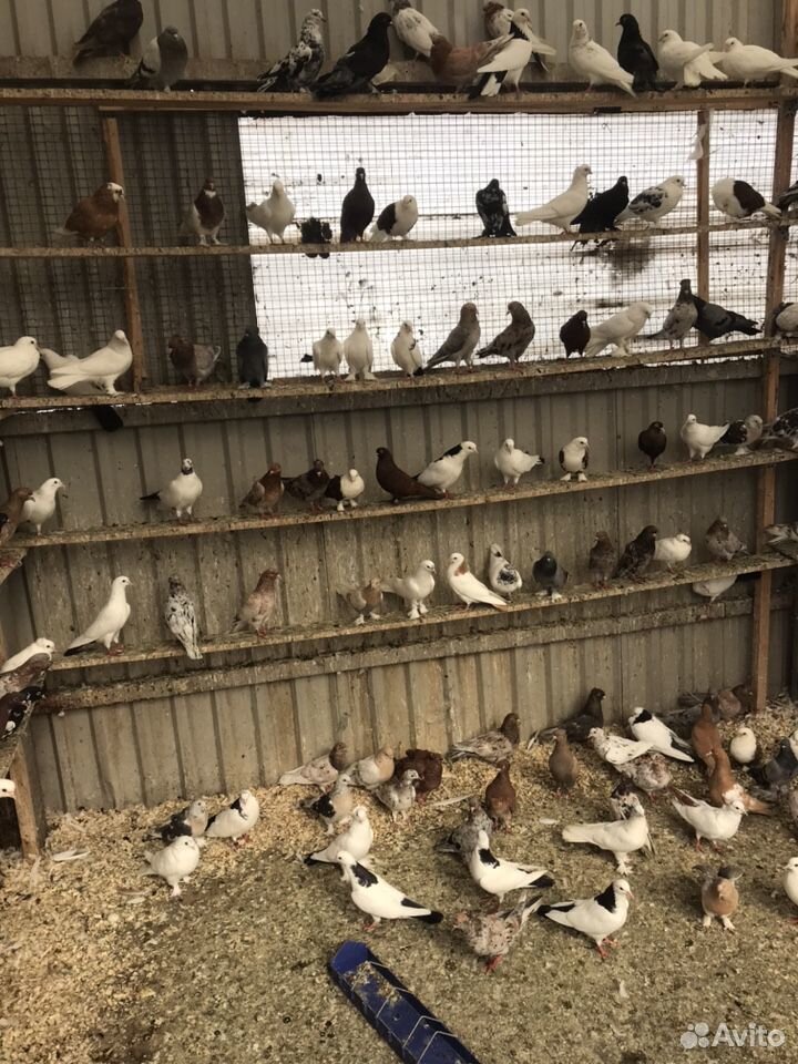 Бакинские,Иранские,Турецкие Голуби