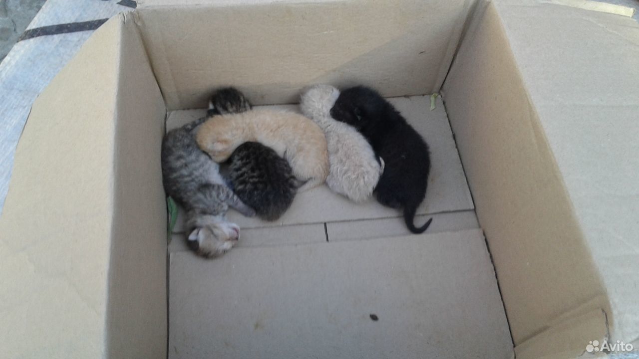 5 бездомных маленьких котят
