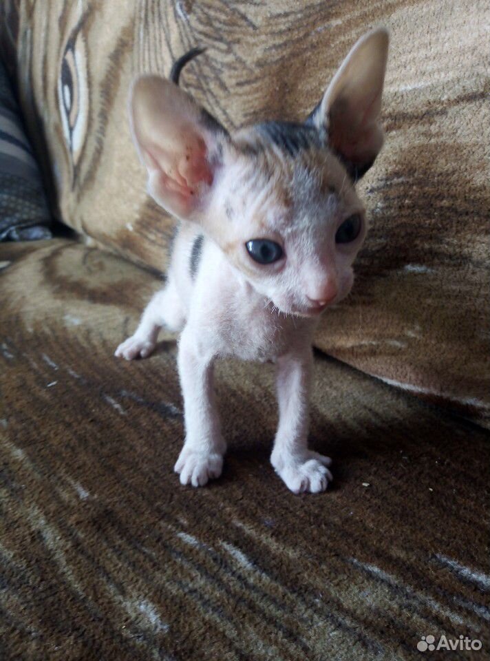 Продам котят