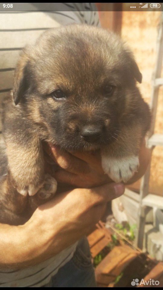 Шикарный медвеженок 1 месяц