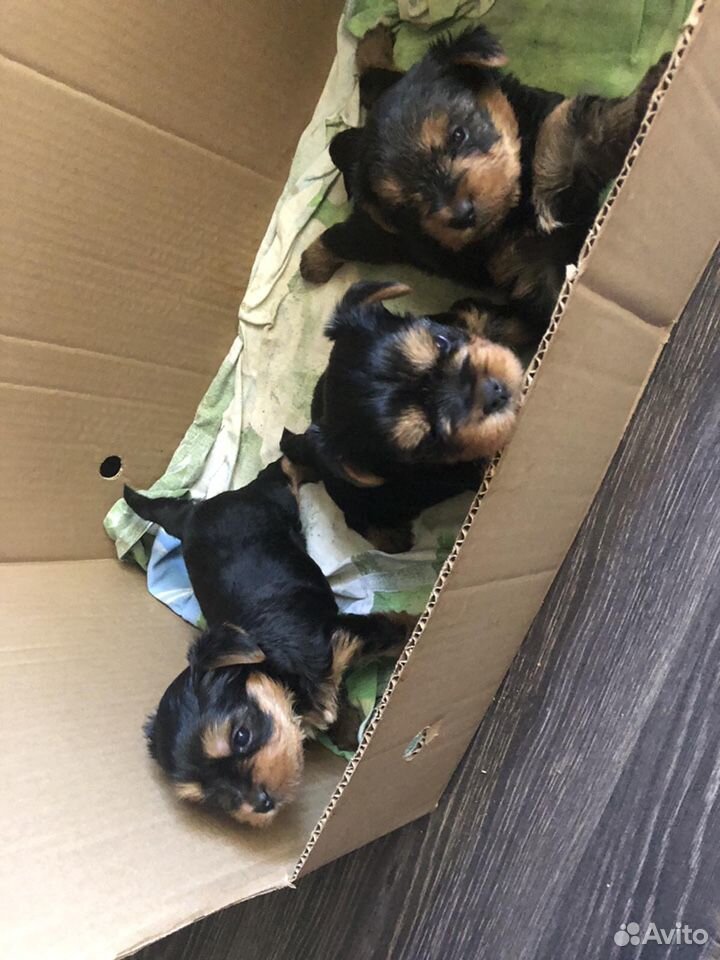 Йоркширский терьер щенки