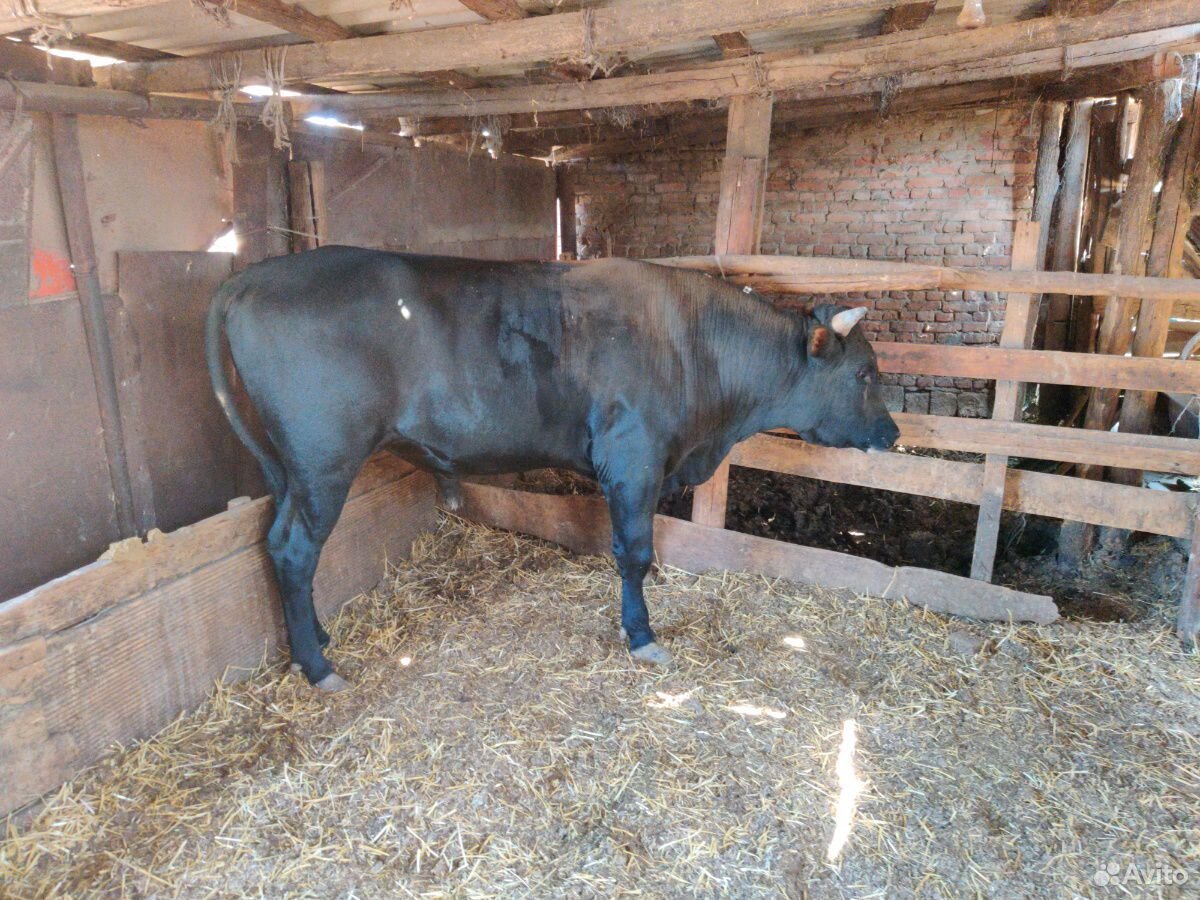 Продается бык