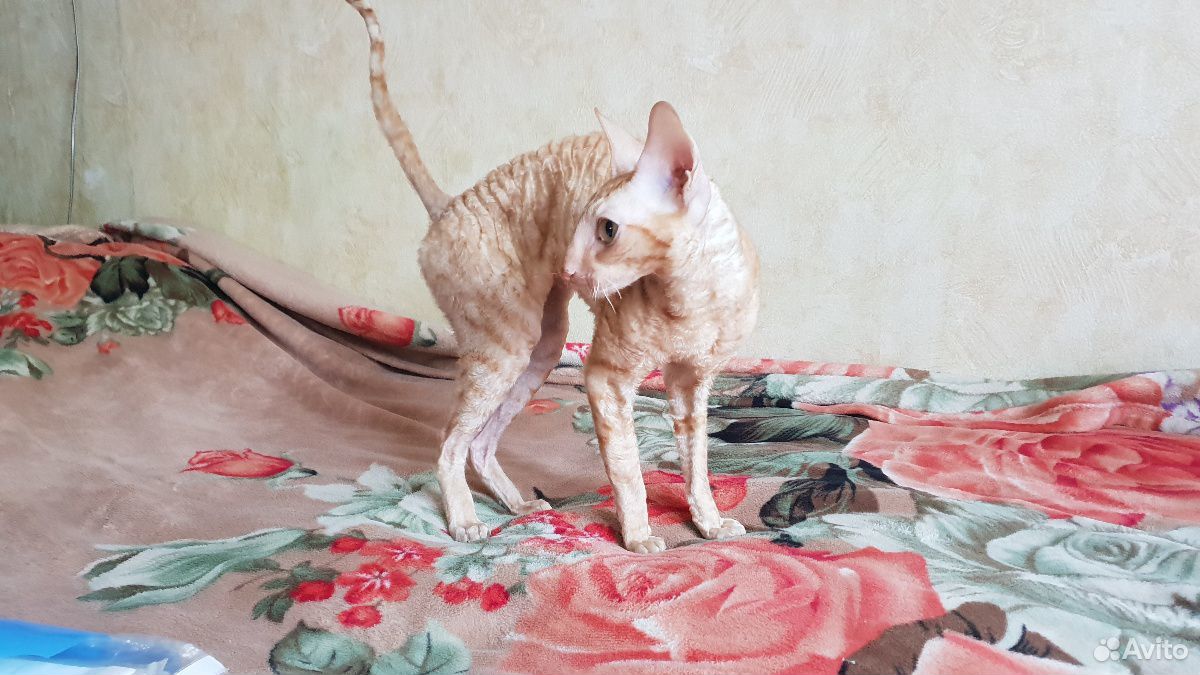 Кошечка корниш-рекс