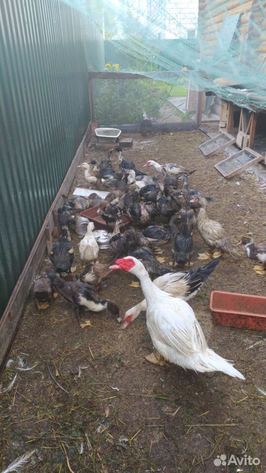 Индоутки 3 мес