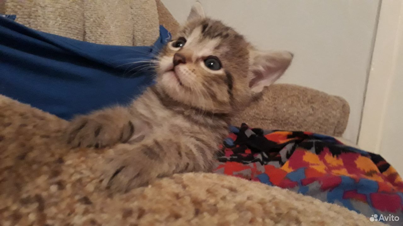 Котенок Малыш