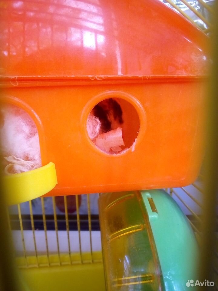 Японские мышки