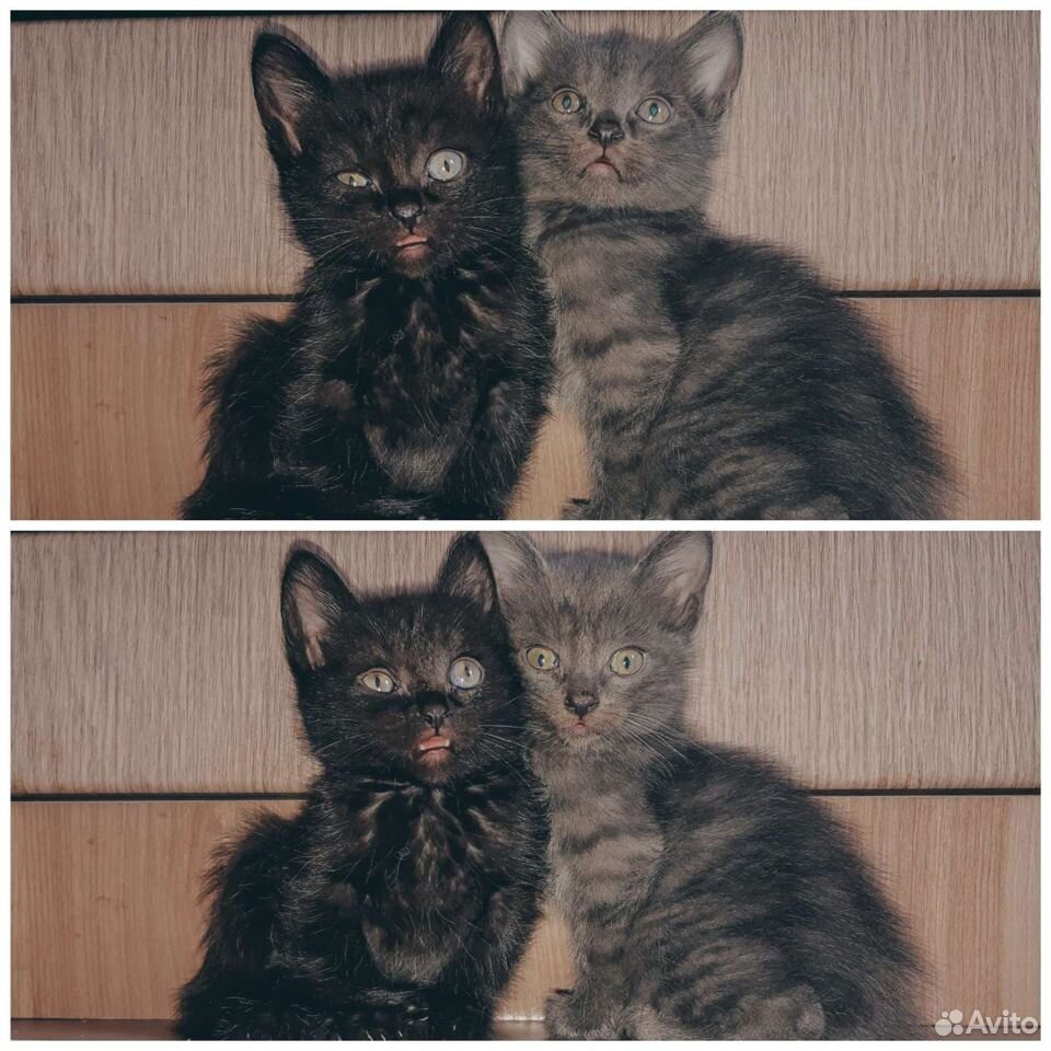 Космические Котята