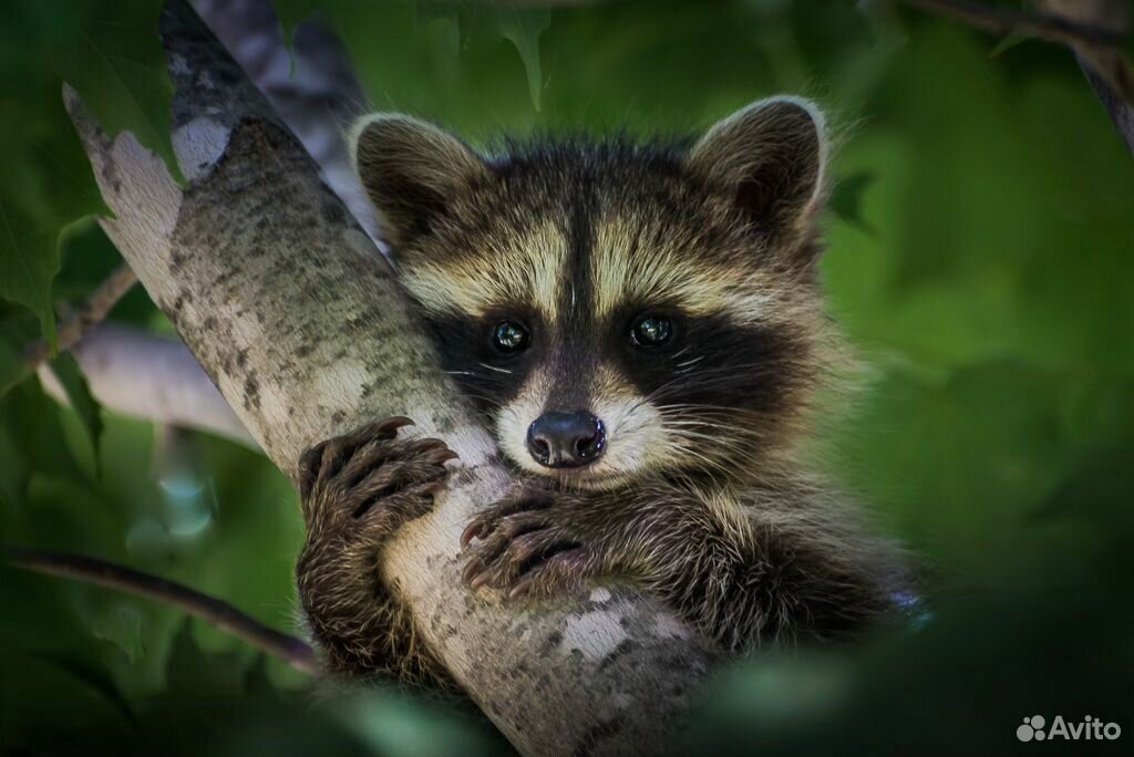 Енотик мальчик выкормыш