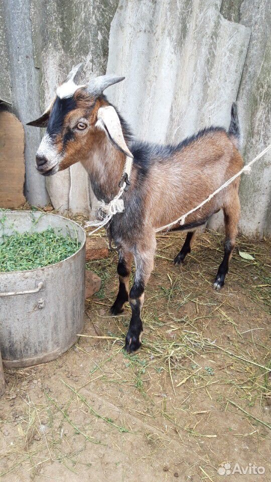 Козлик на племя