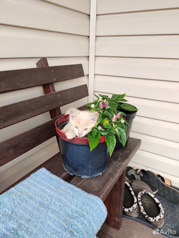 Милый рыжик - котенок 2 месяца