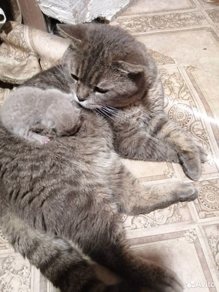 Маленький котёнок