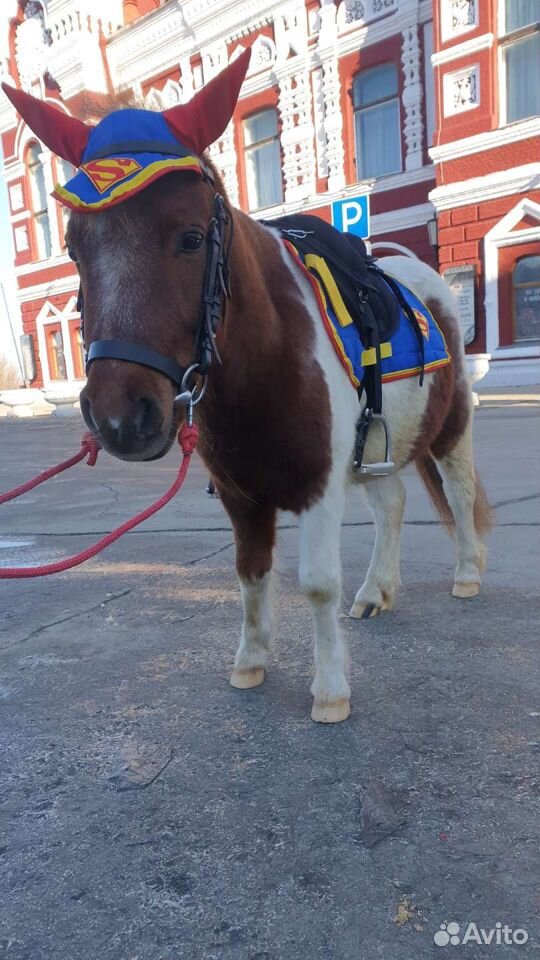 Пони со всей амуницией