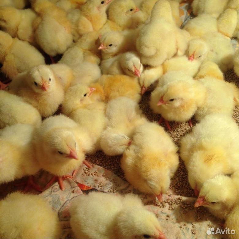 Цыплята бройлеров
