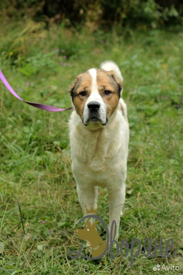 Алабай Норд ищет дом