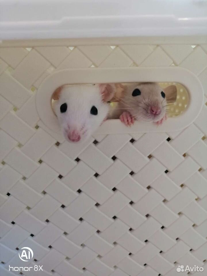 Крысята крыски