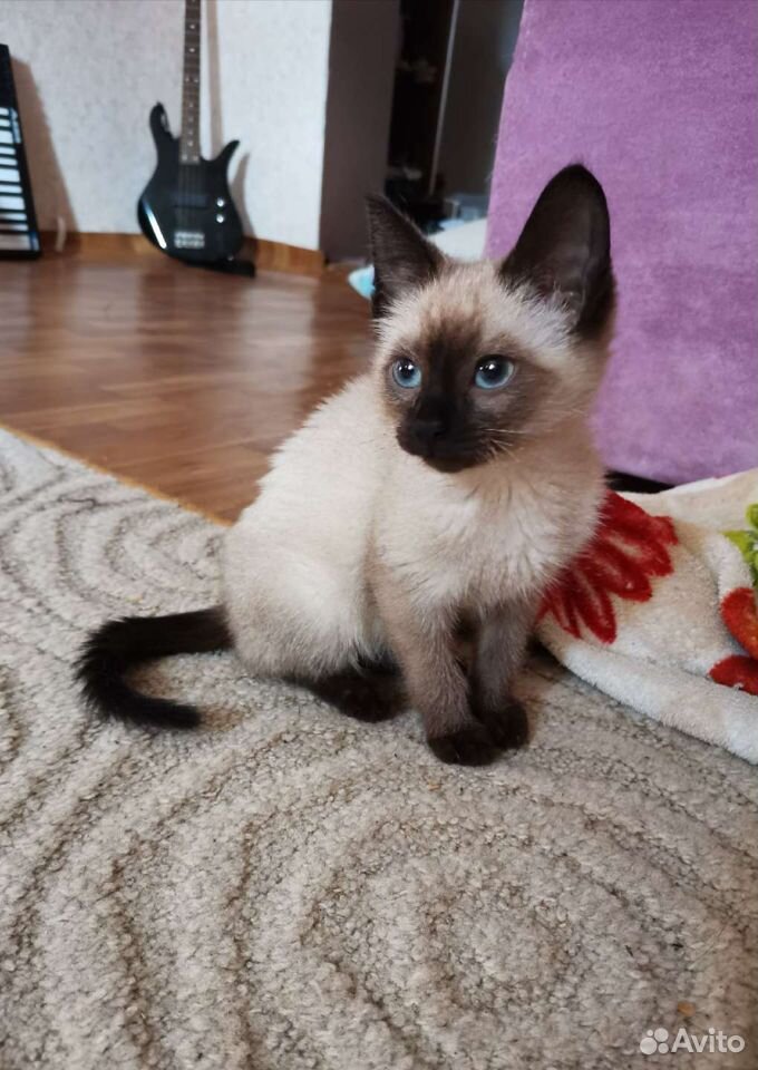 Сиамская Самса