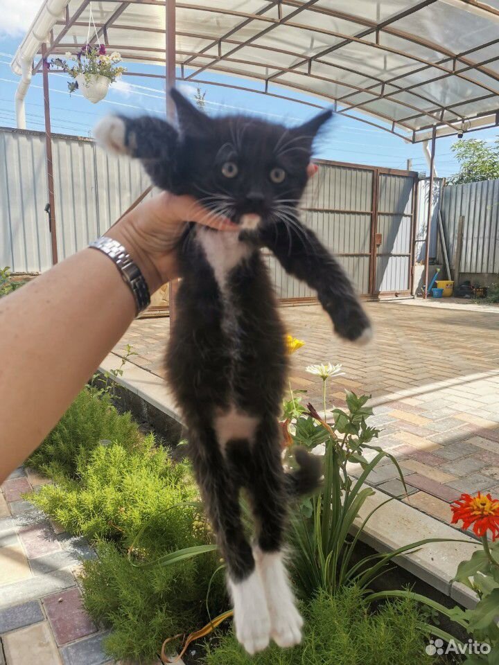 Котята в дар