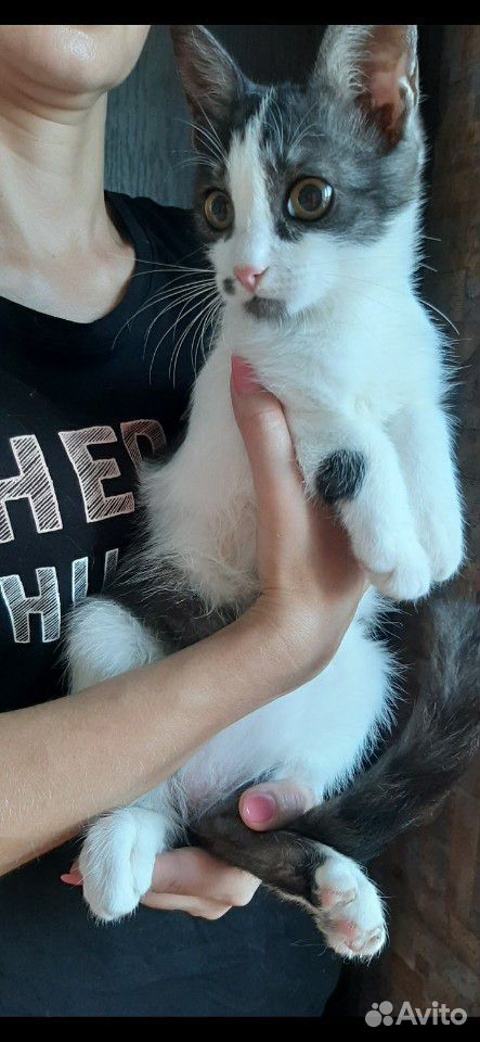 Милашка ищет дом